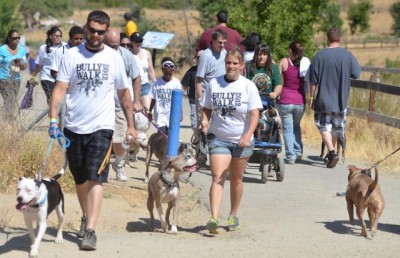 Fresno Bully Rescue: Making A Difference For Bully Breeds In The Valley ...