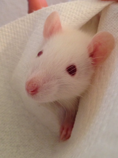 Up the Creek: A Rat Colony Rescue by Rattie Ratz | Kings River Life ...