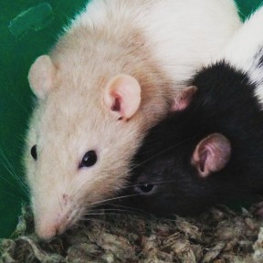 Rattie Ratz: There is Always a Home | Kings River Life Magazine