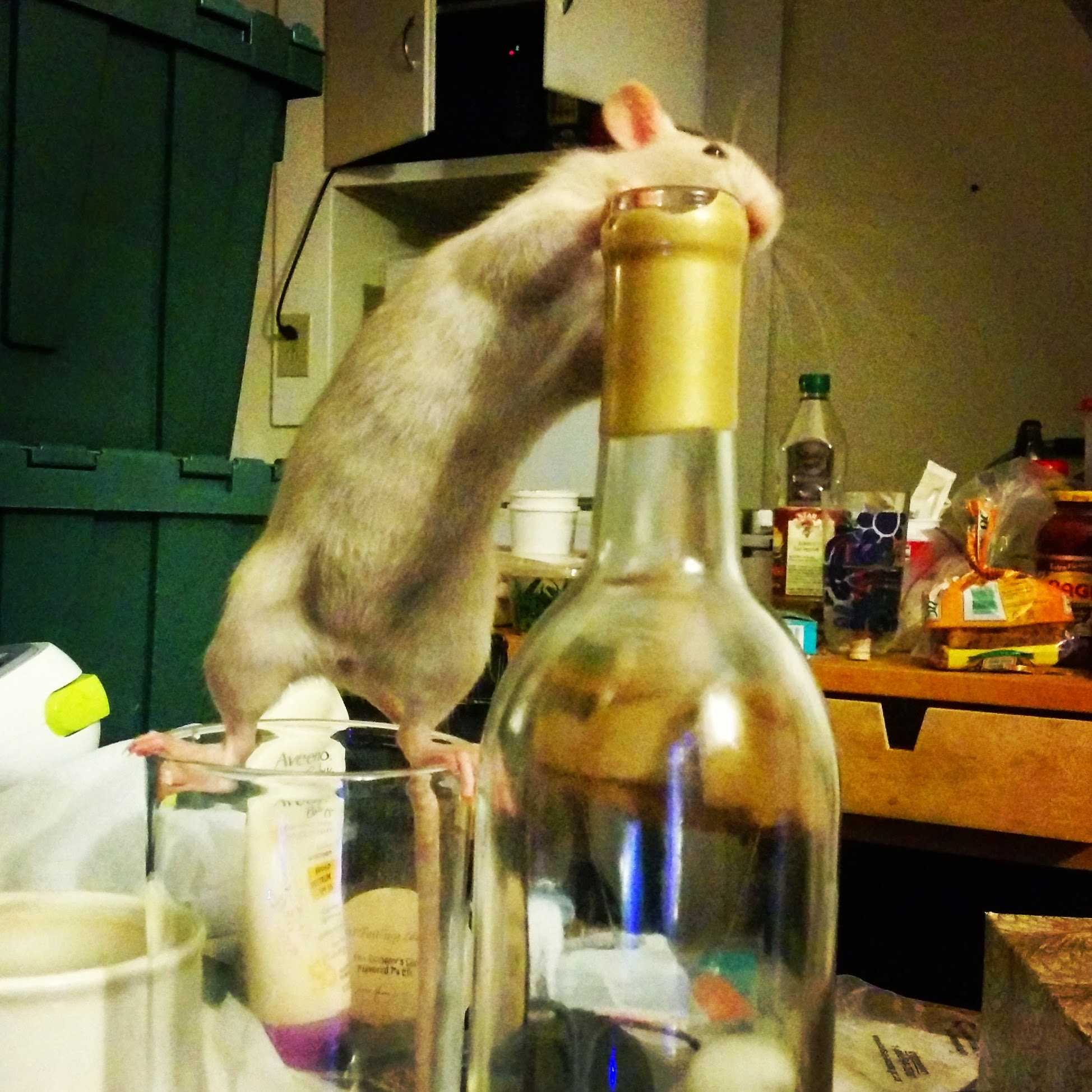 Rattie Ratz: Big Personalities | Kings River Life Magazine