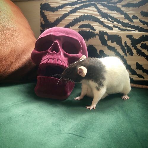 Rattie Ratz Rescue: Life After Adoption, Fantasia | Kings River Life ...