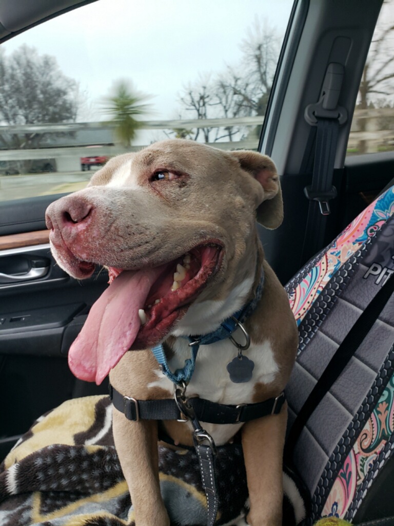 Fresno Bully Rescue: Malcolm | Kings River Life Magazine