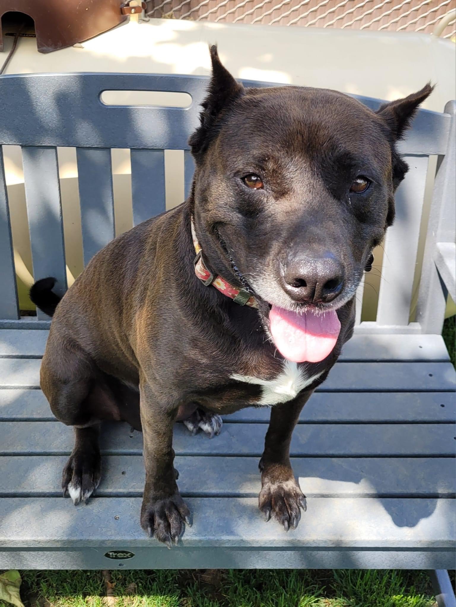 Fresno Bully Rescue: Mama Dog Franny | Kings River Life Magazine