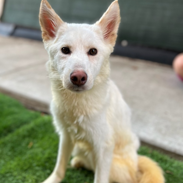 Valley Animal Center: The Growing Crisis of Abandoned Pets, Mavis’s ...